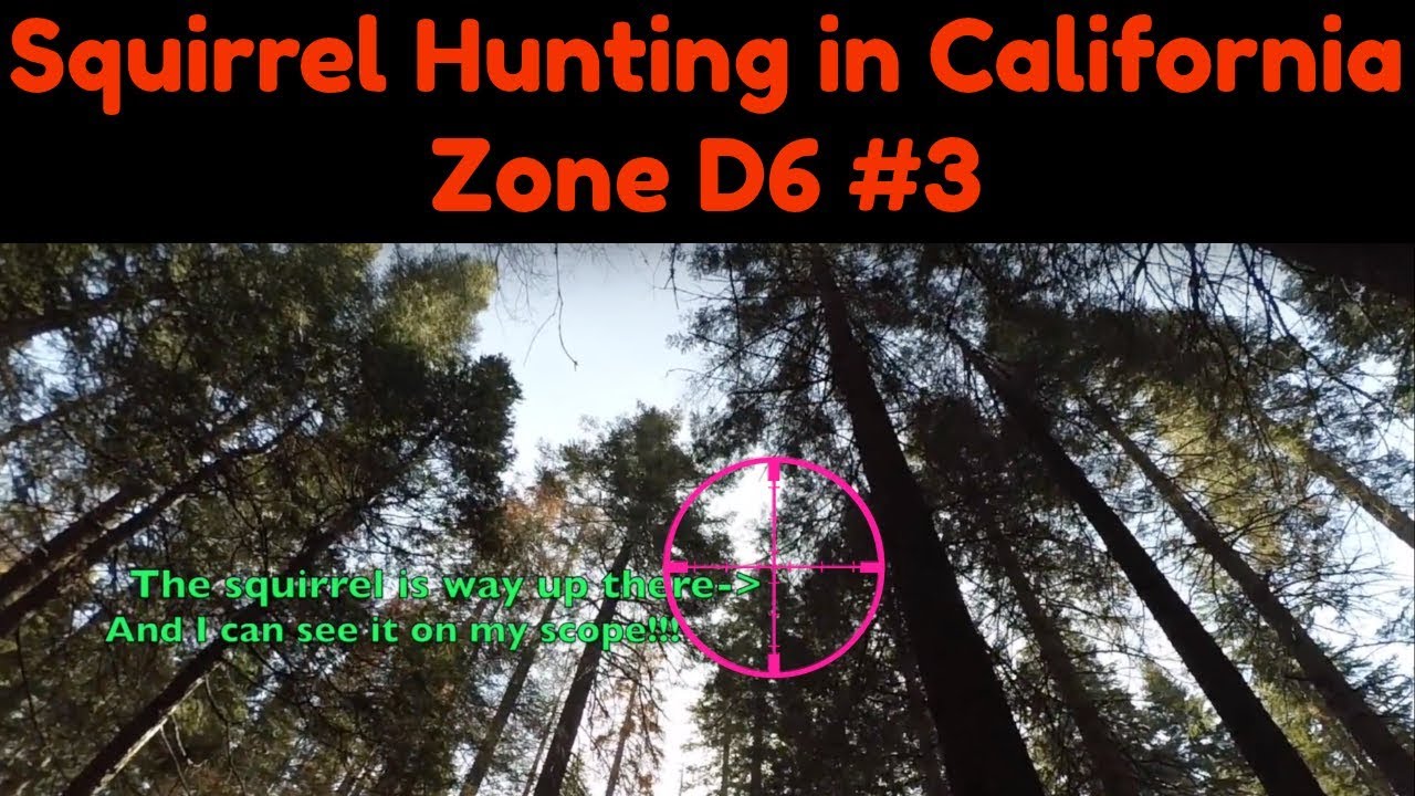 Squirrel Hunting in California D6 #3 - YouTube
