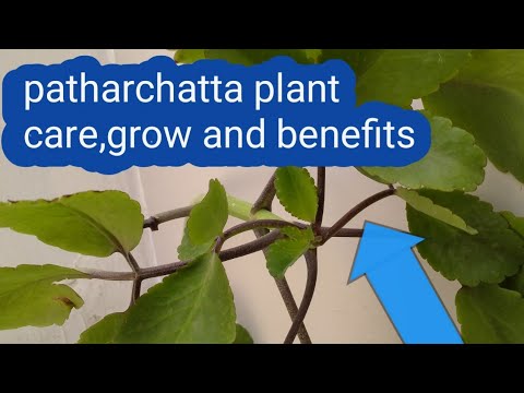 Patharchatta plant grow,care and benefits in Urdu/hindi - YouTube