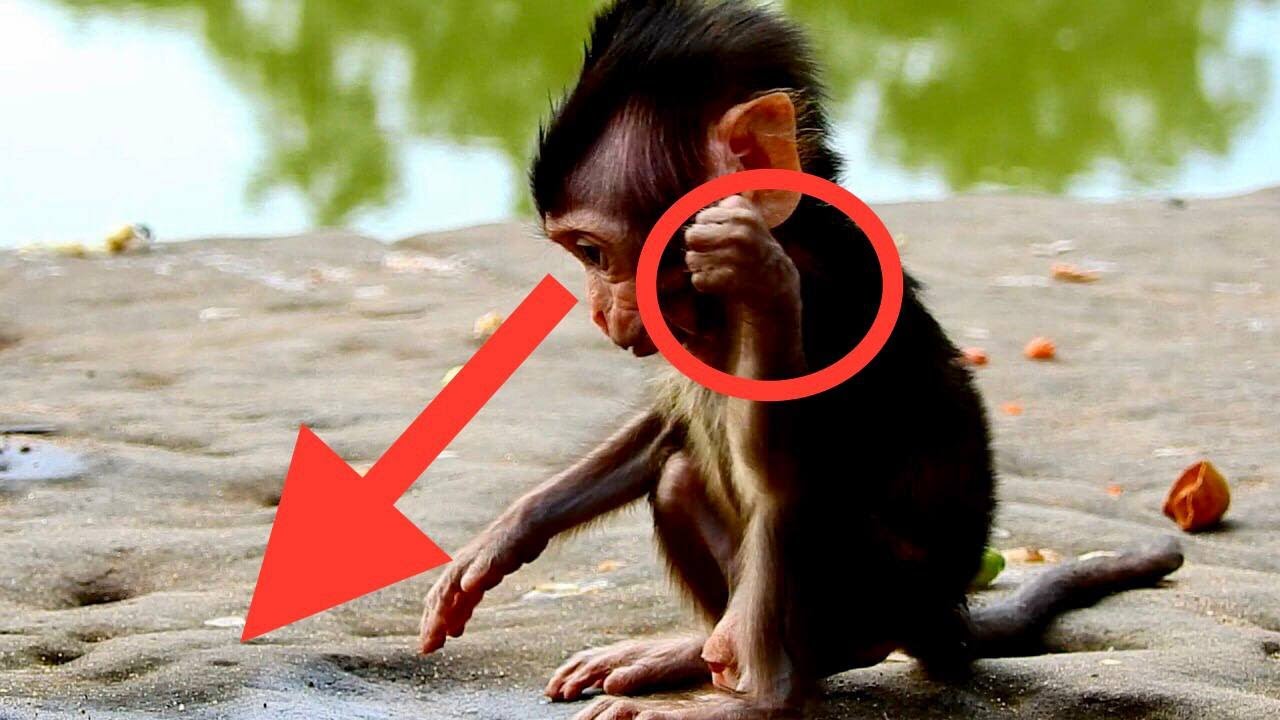 Female monkey catch little baby monkey so strong while monkey mom busy ...