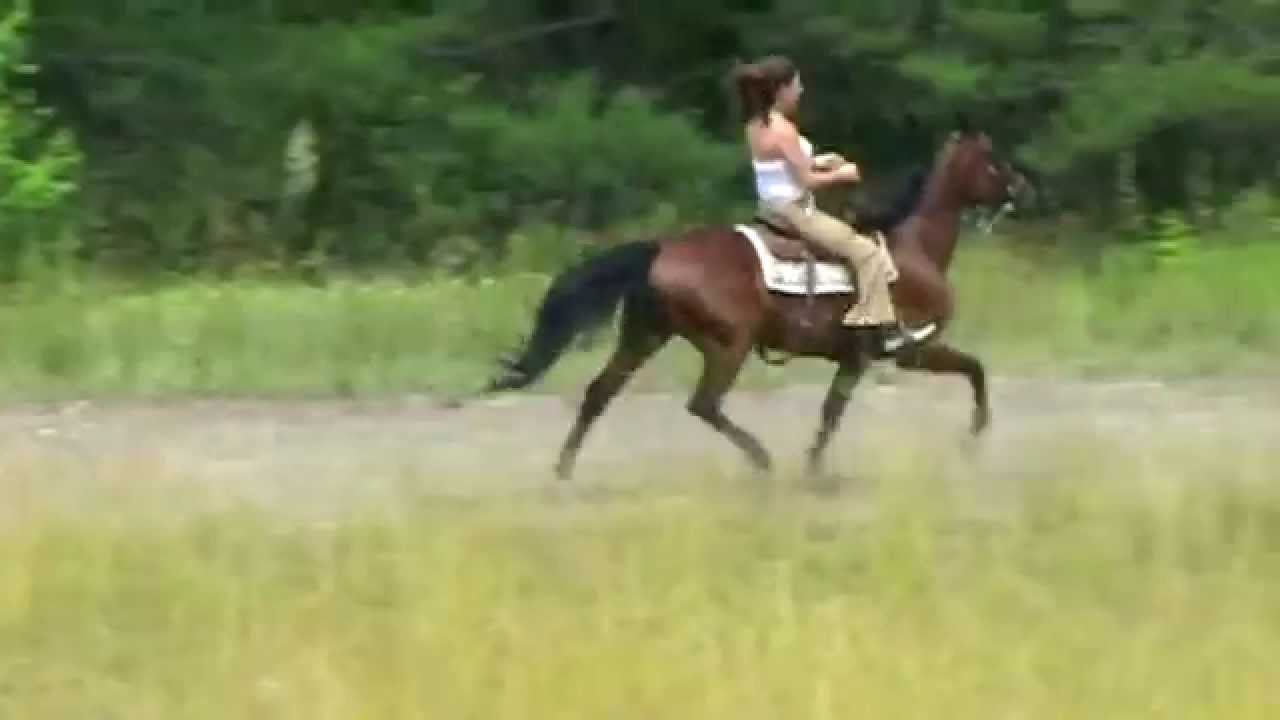 Tracy Riding Annie - Single Footer Horse - Raw Footage - YouTube