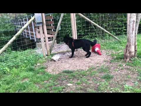 Milly sucht ein Zuhause