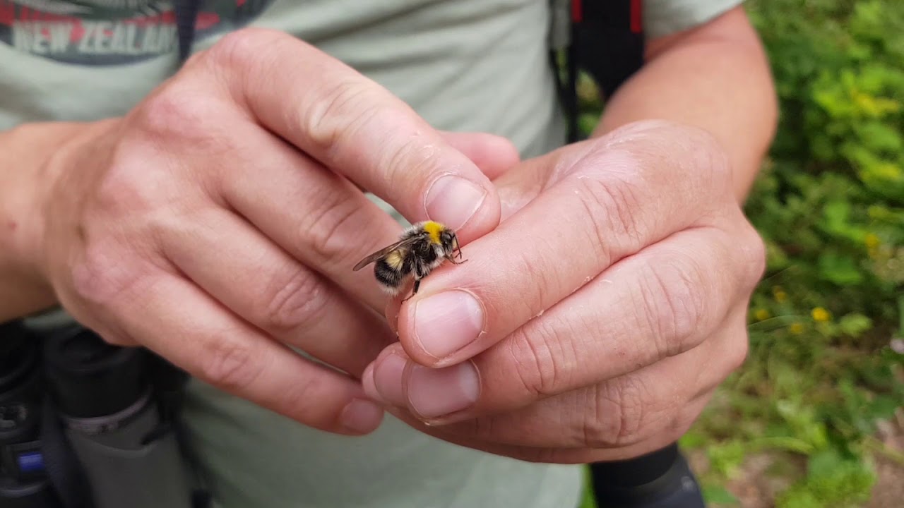Hommelmeetnet: herkenning mannetje veldhommel - YouTube