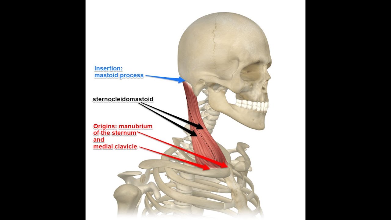 Anatomy of the Sternocleidomastoid / Sternomastoid muscle; Origin ...