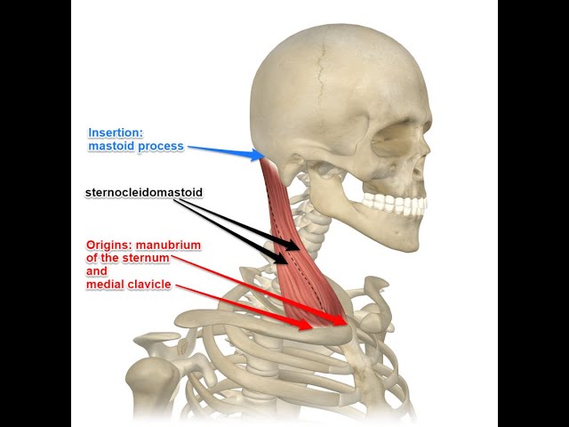 Sternocleidomastoid Origin And Insertion