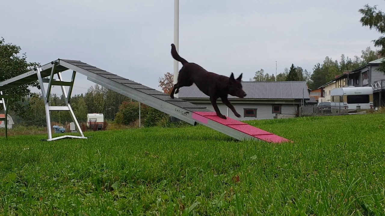 Kira running contacts training 21/9-2018 - YouTube