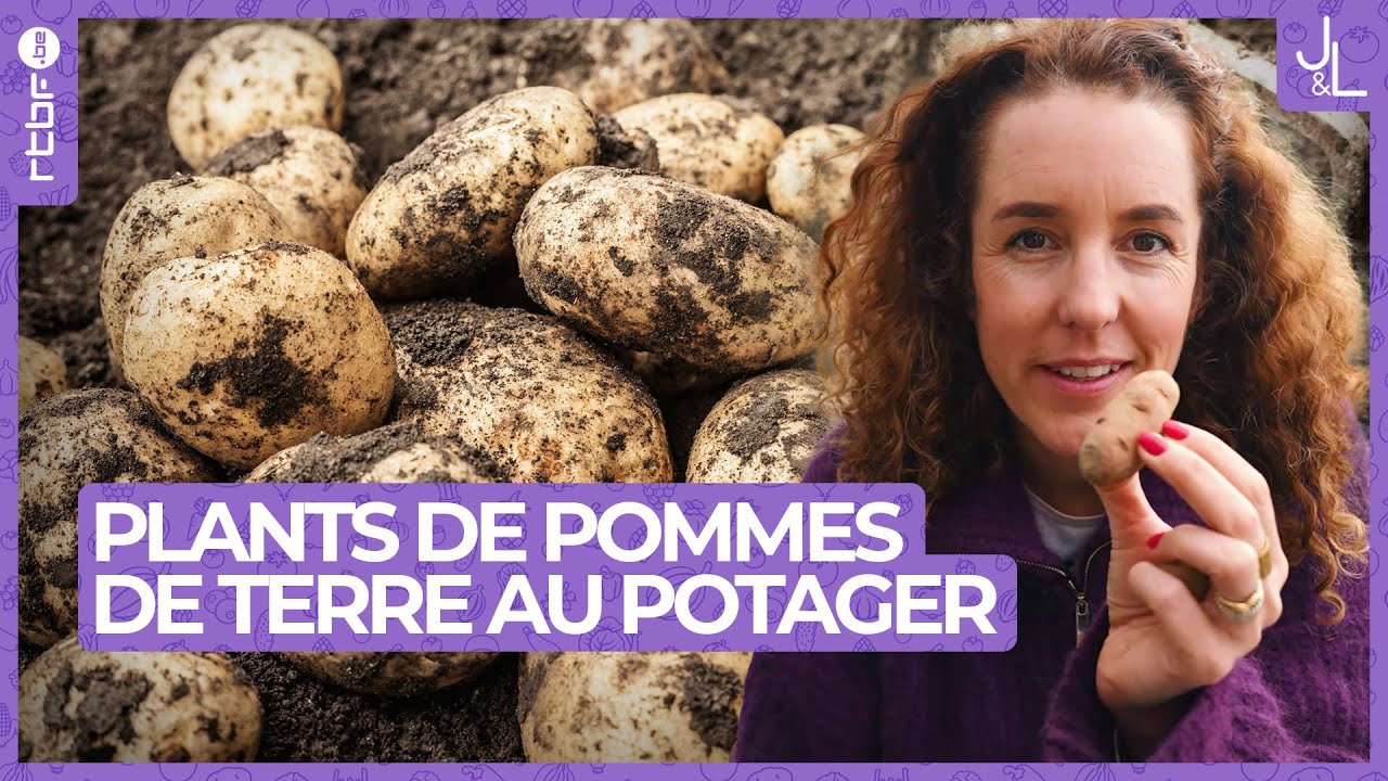 Plants de pommes de terre : mes conseils pour les faire germer avec ...