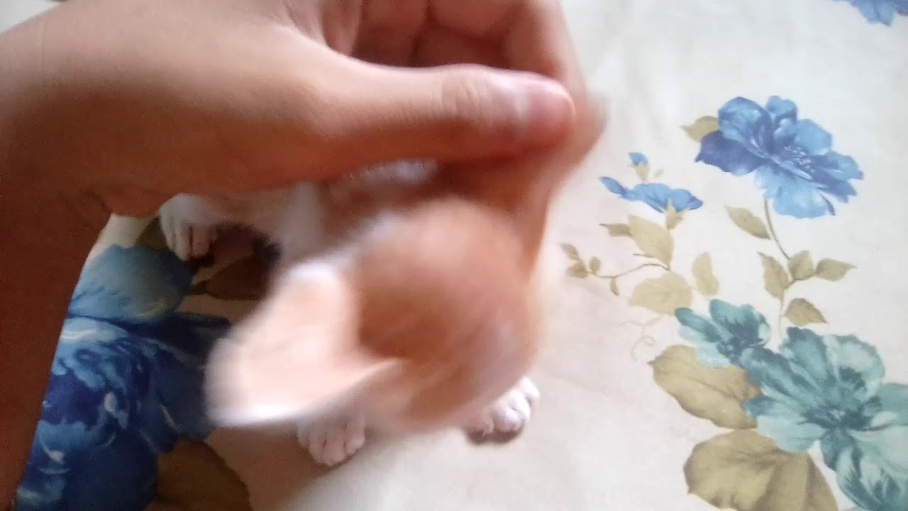 Con miu dễ thương - YouTube