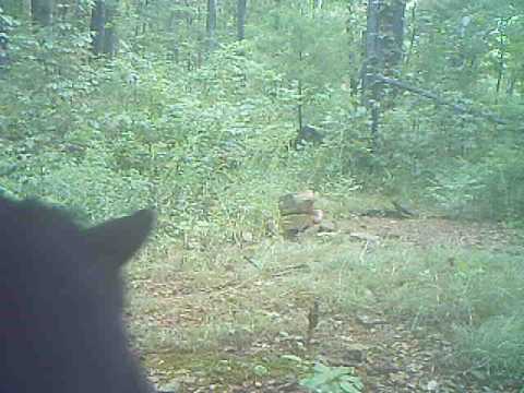 Mount Magazine Bear Video of the Month - YouTube