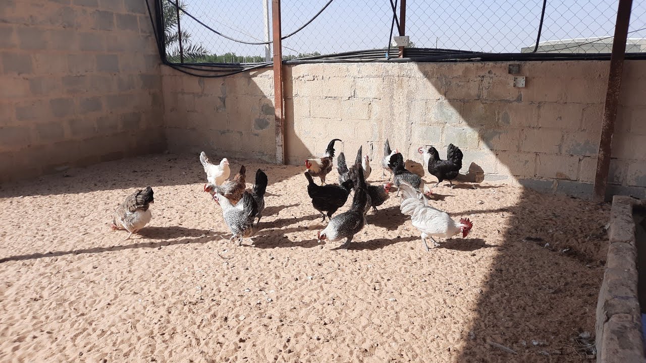 In the farm || CHICKEN & DUCK || KUWAIT - YouTube