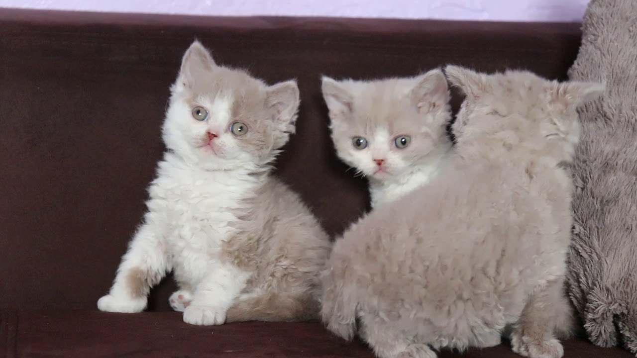 Selkirk Rex Shorthair Babys - YouTube