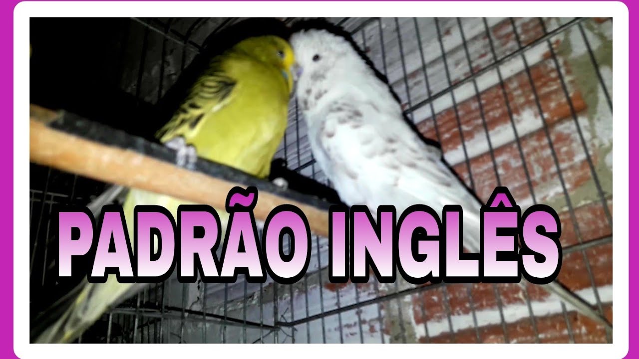 PERIQUITO INGLÊS SEPARADOS EM GAIOLA PARA SEMPRE. - YouTube