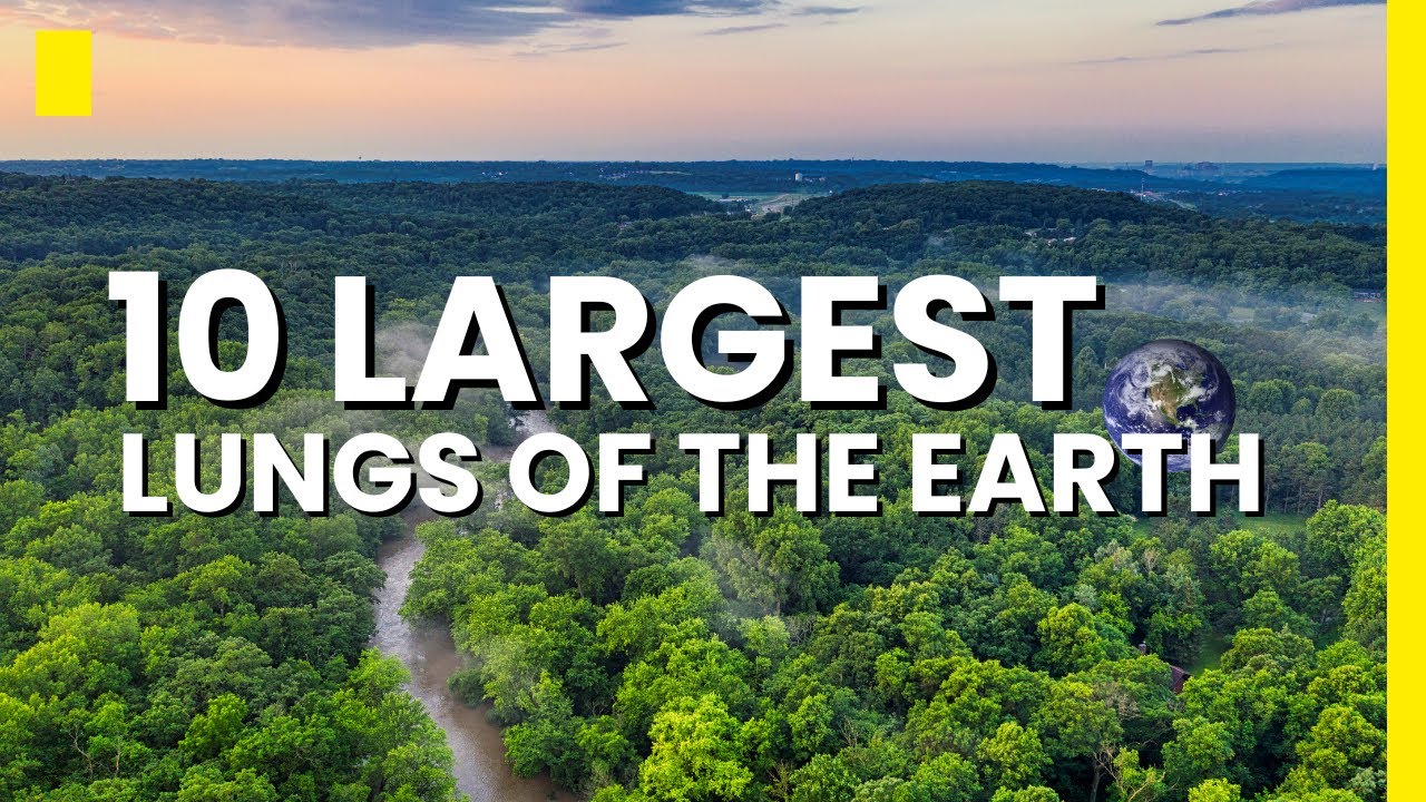Top 10 Forests in the World | The 10 Largest Forests on Earth - YouTube