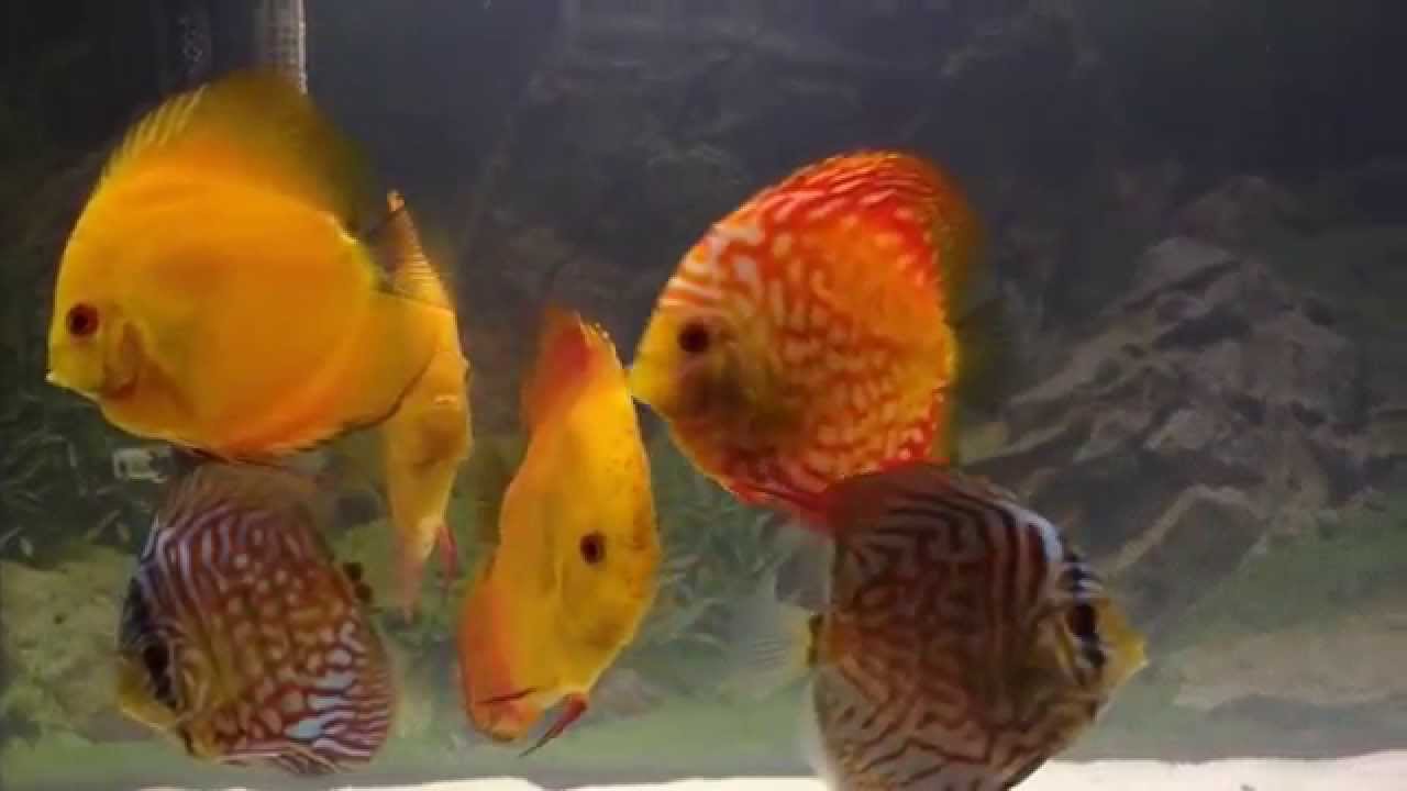 DISCUS new tank layout - YouTube