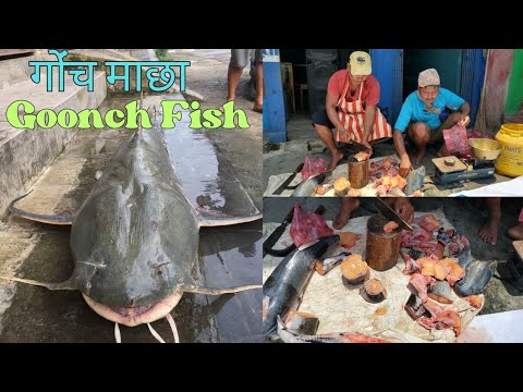 Goonch Fish kaligandaki river/ गोंच माछा कालीगण्डकी नदिको#shree - YouTube