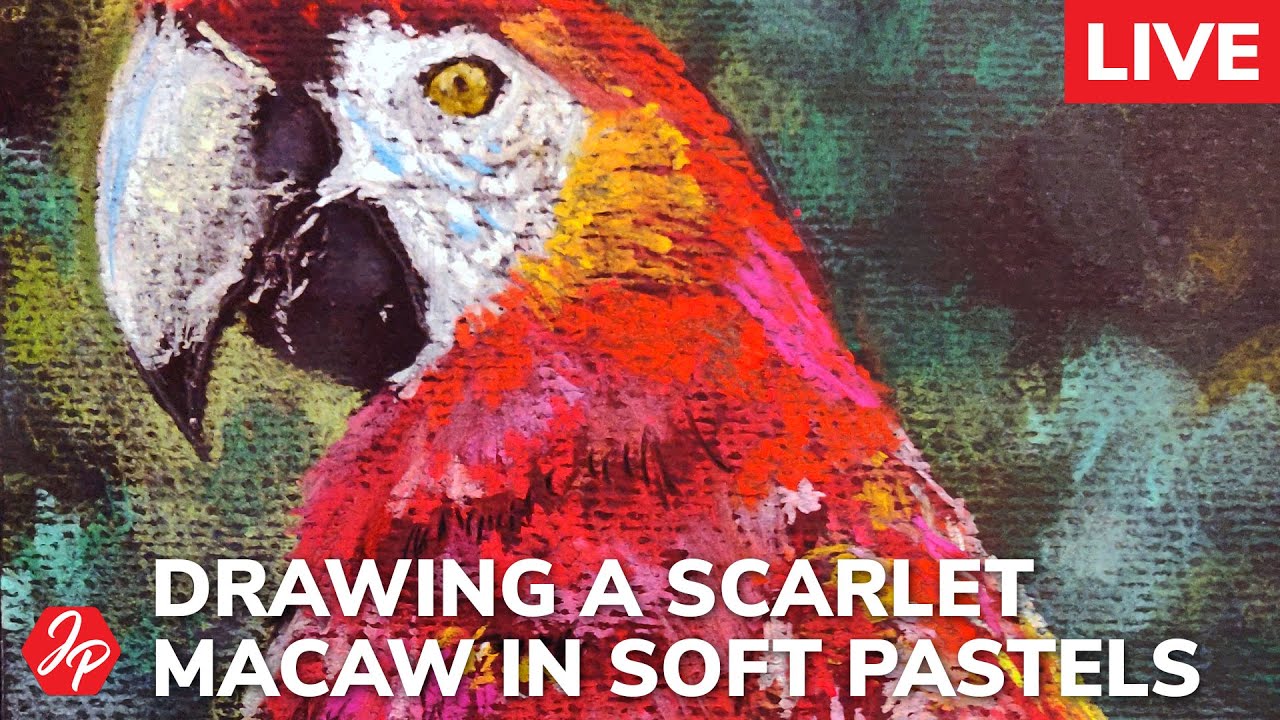 How to draw a Scarlet Macaw parrot in pastels - YouTube