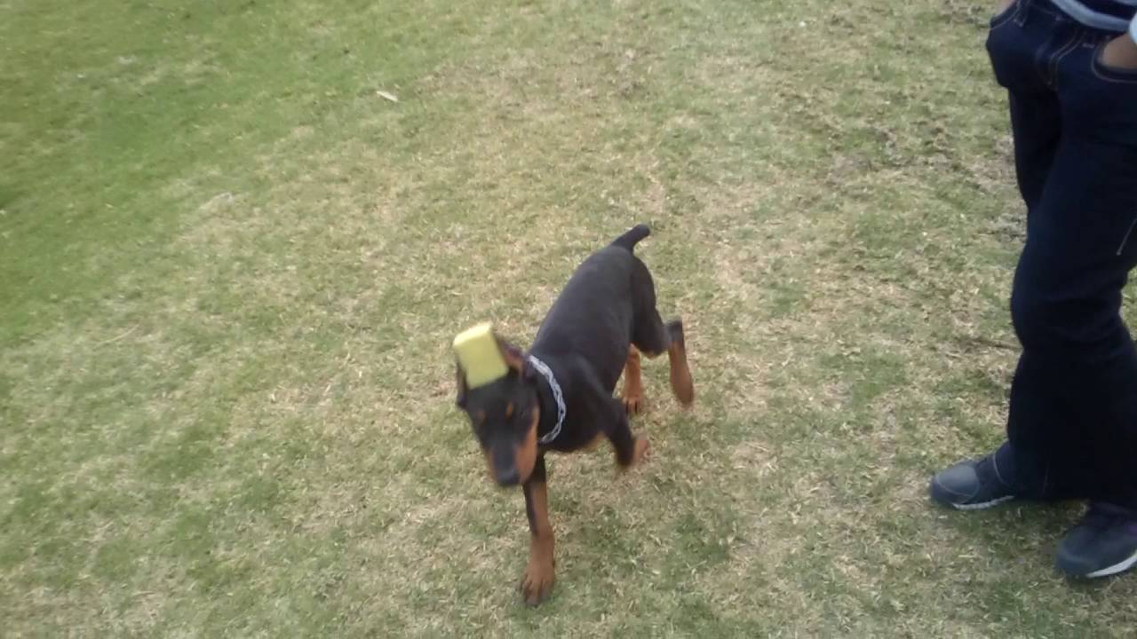 Doberman Puppy Playing - YouTube