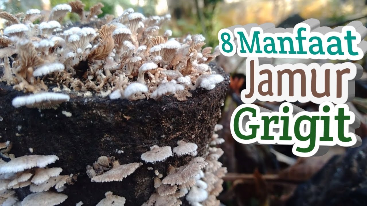8 Manfaat jamur grigit / panen jamur grigit - YouTube