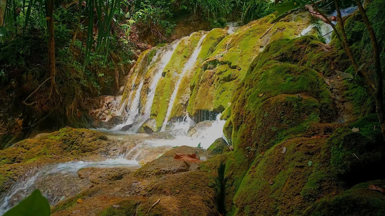 01/08 Rainforest Relaxation Trigger natural stress reduction response ...