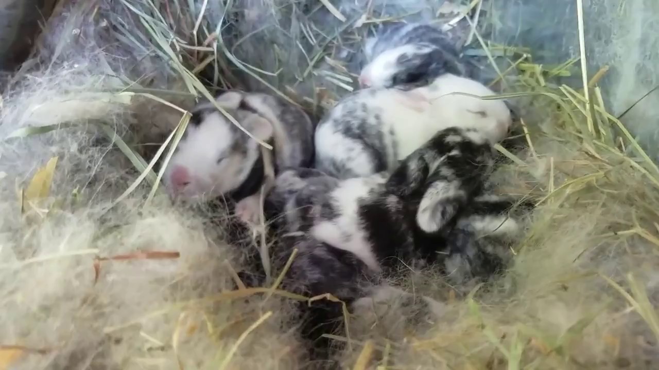 Little Jumping Beans (baby rabbits) - YouTube