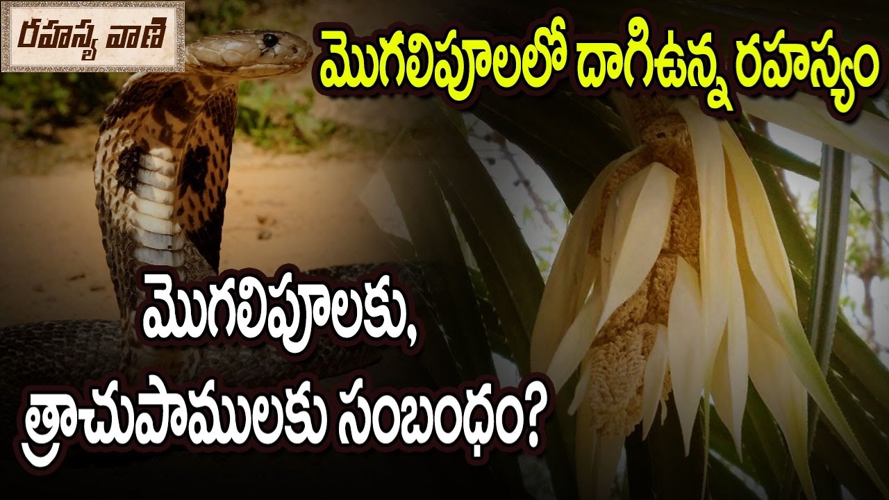 Relation Between Snake and Mogali Flower || మొగలిపులకు, త్రాచుపాములకు ...