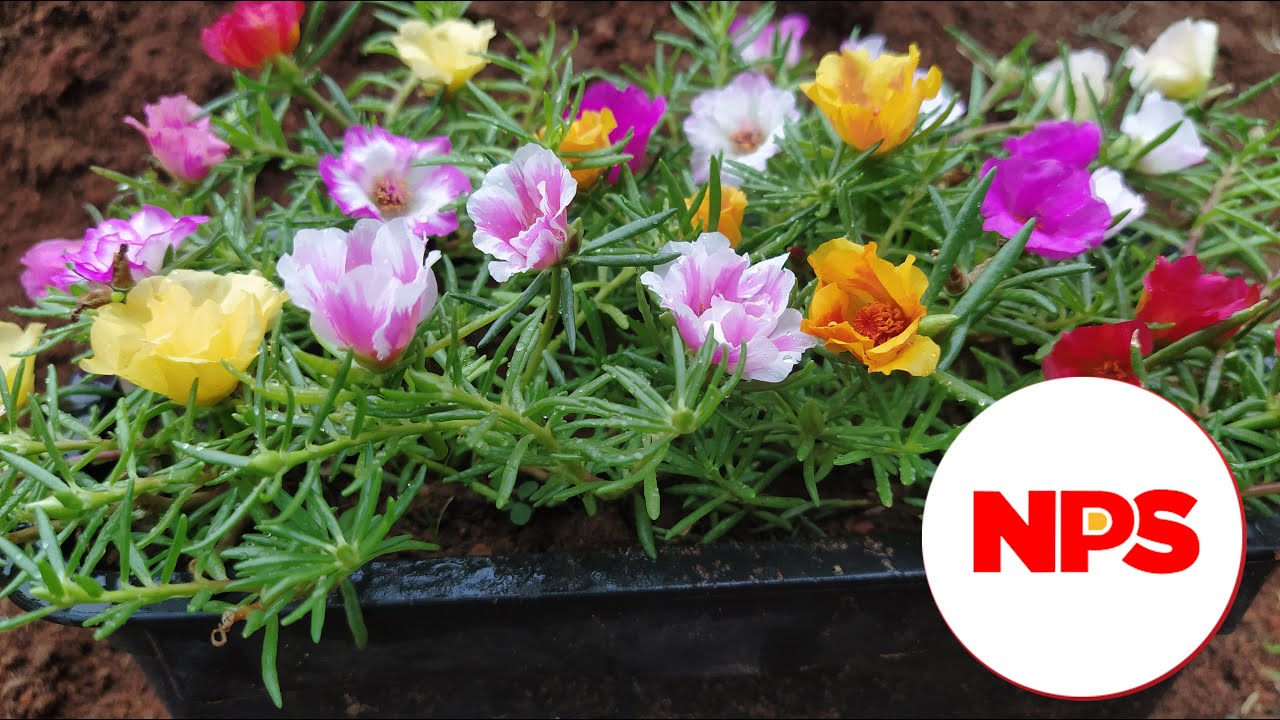 Portulaca 30 colors for sale online - Pathumani Poovu -Table Rose ...