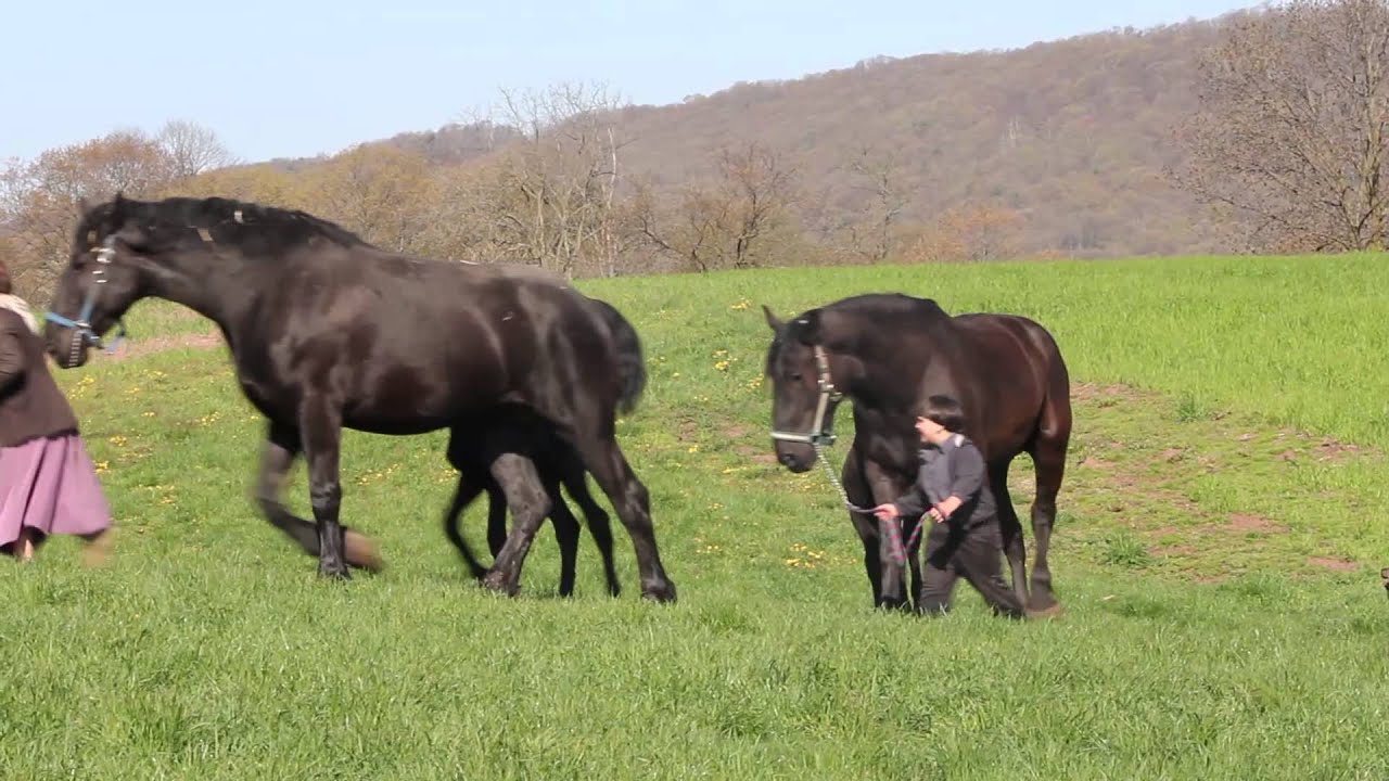Lykens Valley Percheron Farm's 2013 Colts - YouTube