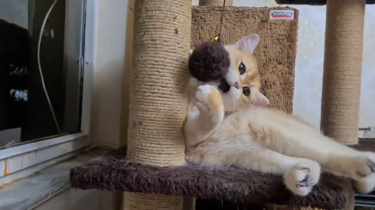 Juli CAT is adorable 😻🐈🐱 - YouTube