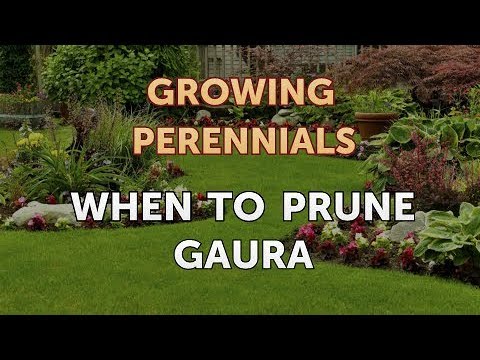 When to Prune Gaura - YouTube