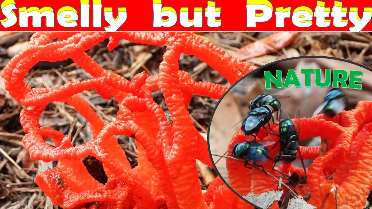 CLATHRUS RUBER, RED CAGE MUSHROOM - LATTICED STINKHORN, BASKET ...
