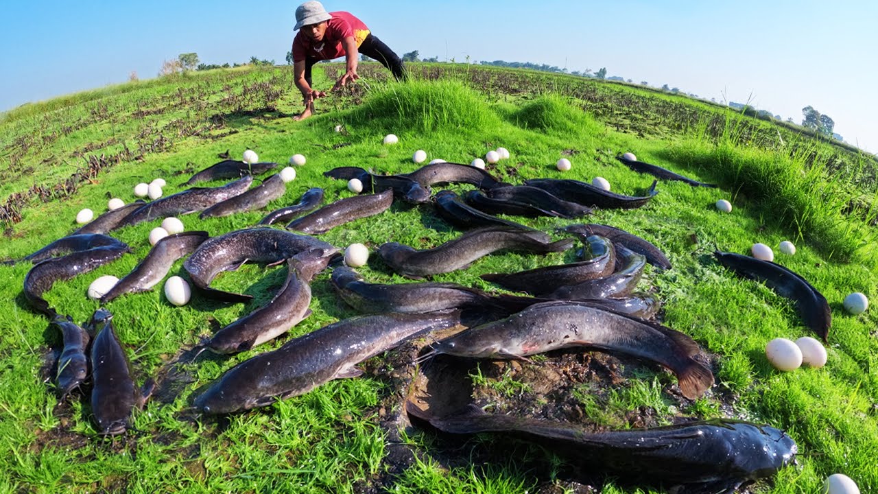 Amazing Fishing - A fisherman catch fish & pick a lot of eggs by skills ...
