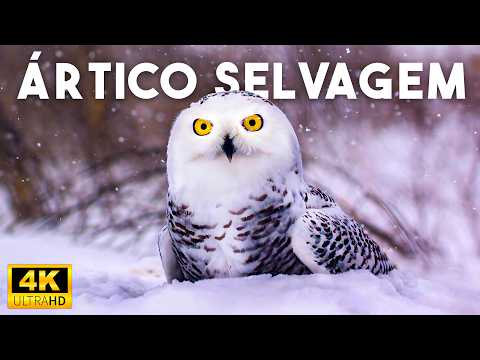 ÁRTICO | Vida Selvagem no Gelo | DOCUMENTÁRIO COMPLETO 4K