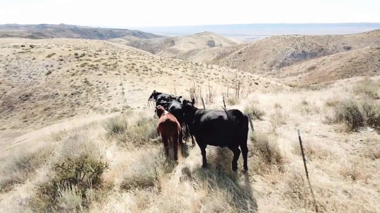 Moving cows with the "cow drone", DJI Mavic Pro - YouTube