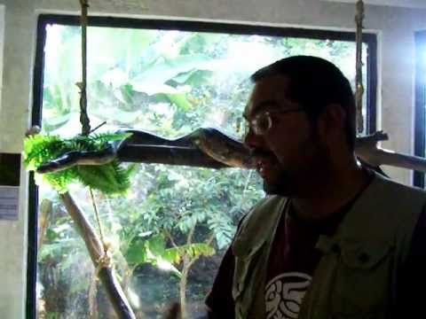 La boa atacando en el museo vivo de Malinalco - YouTube