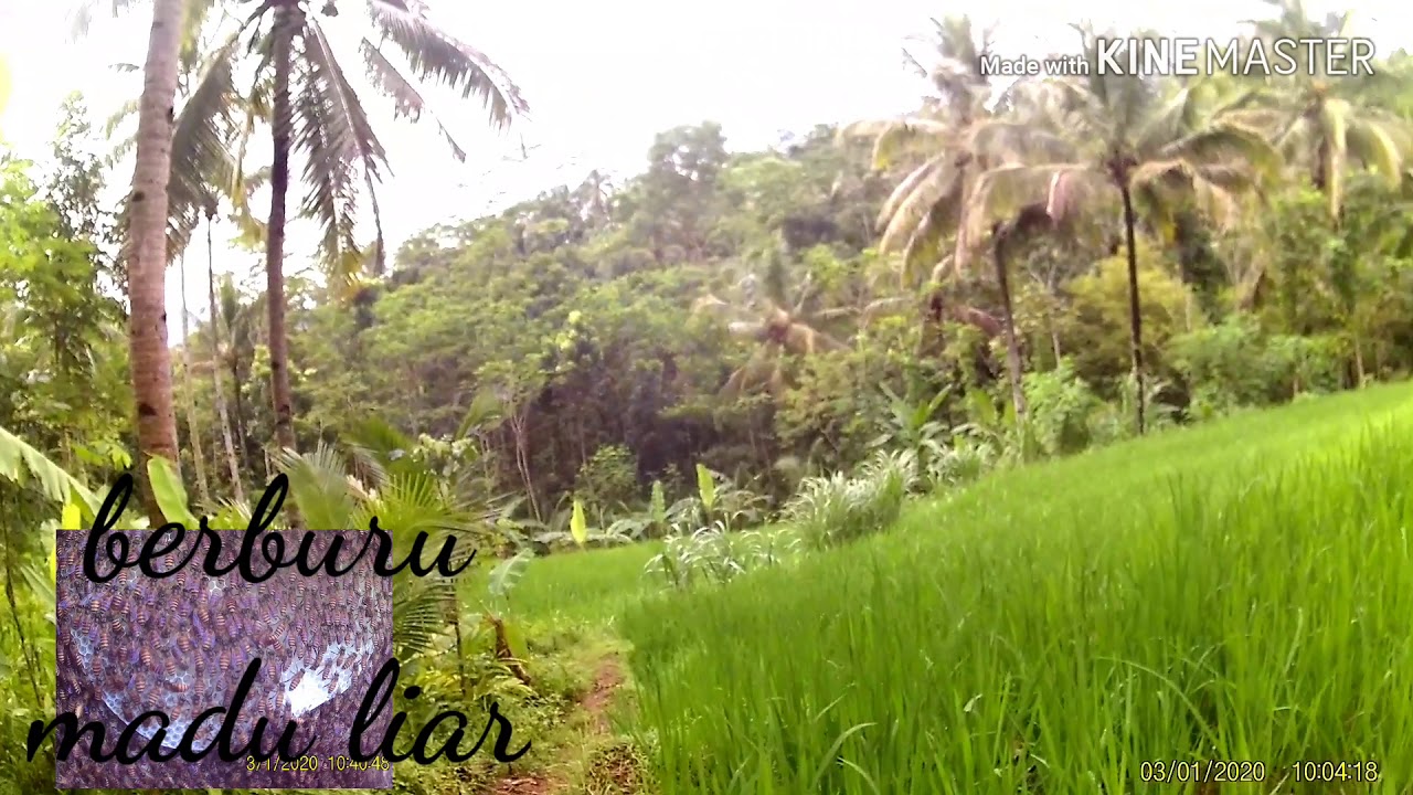 Desa bunga singkong karet - YouTube