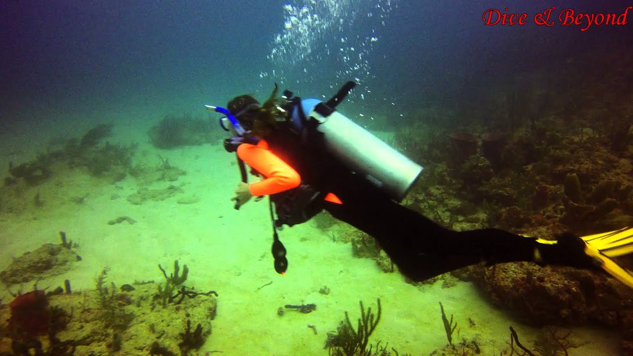 10. Jan 2016. Jay Scutti Wreck & Tracey Wreck & Anglin Pier Reef - YouTube