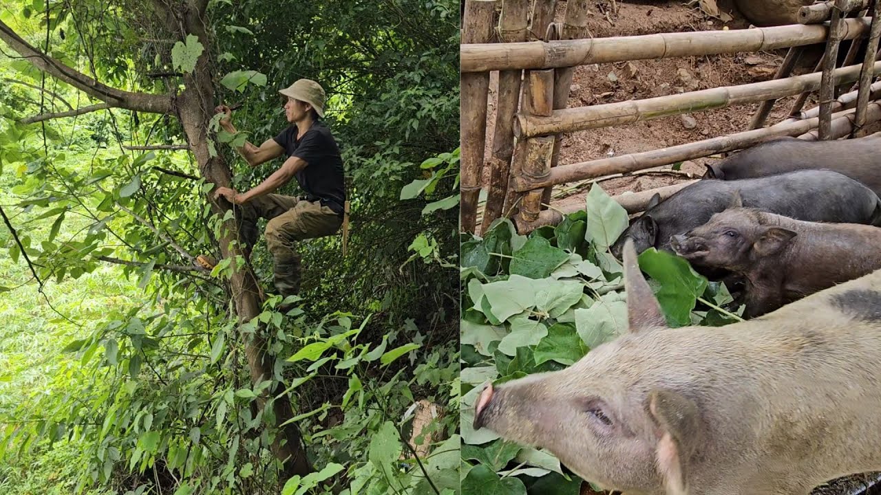 Optimal Pig Farming: Harvesting Green Leaves and Peanuts | Tà Xùa Daily ...