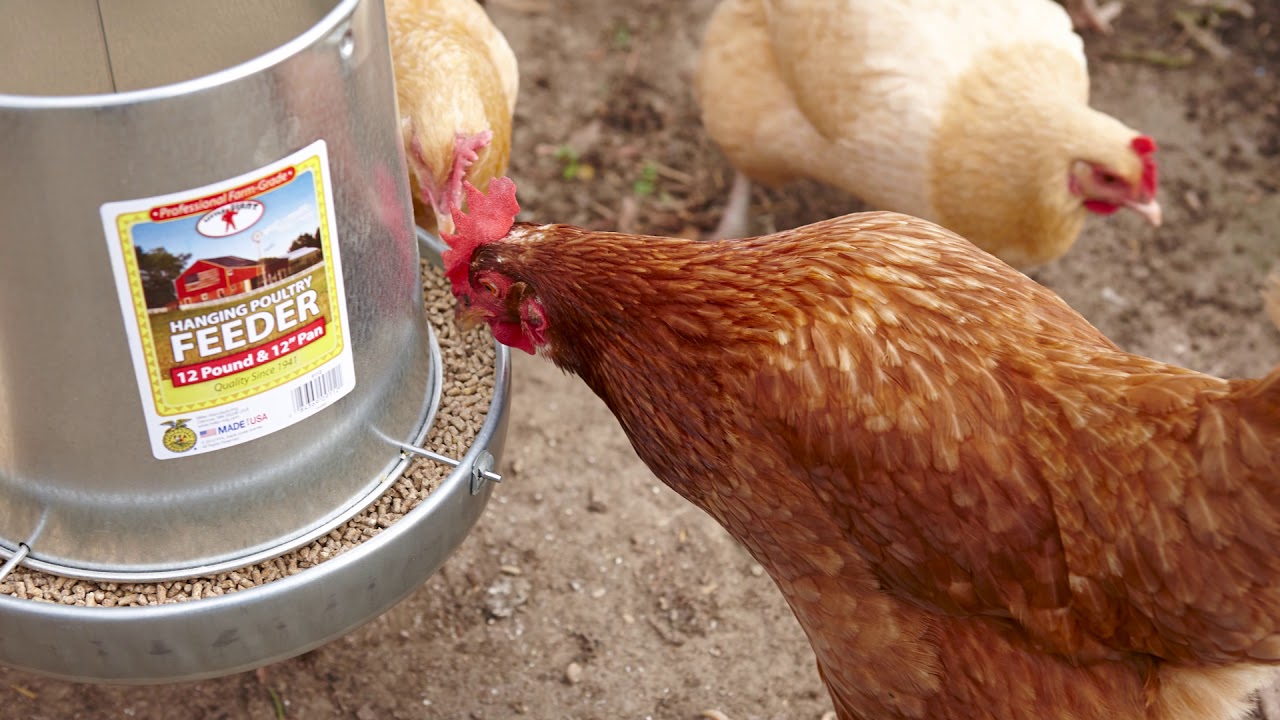 Little Giant® Galvanized Hanging Poultry Feeders - YouTube