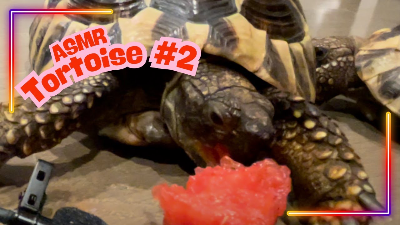 ASMR Eating Watermelon - Dino Tortoise #tortoise #asmr #animals - YouTube