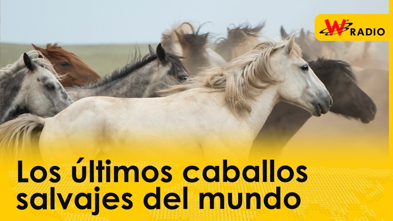 Los últimos caballos salvajes del mundo - YouTube