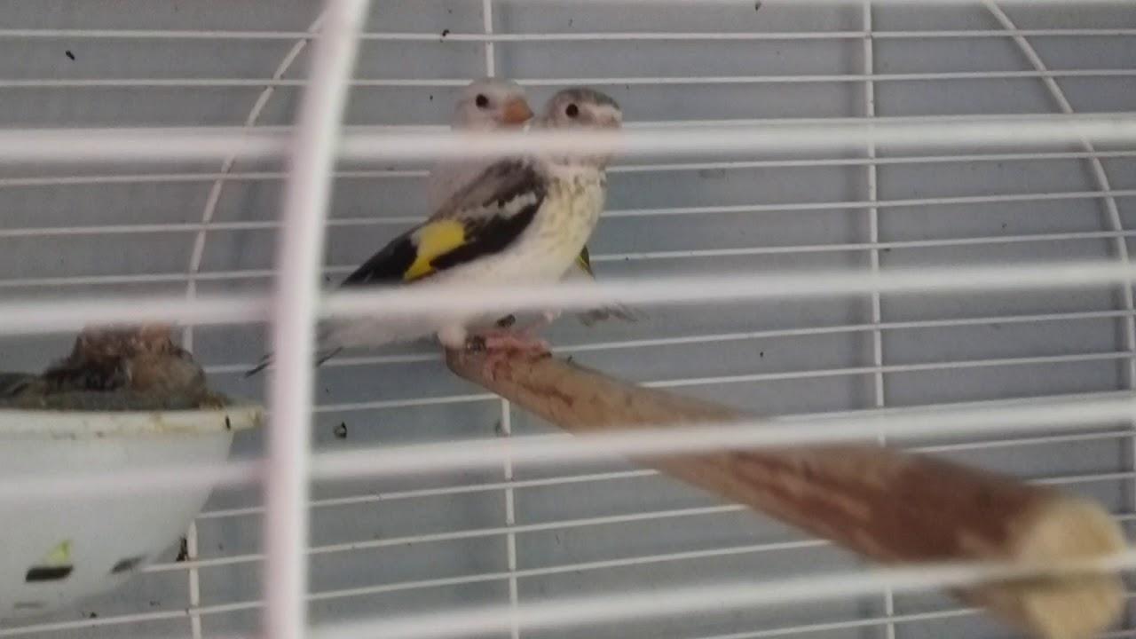 Carduelis Carduelis major 2019 - YouTube
