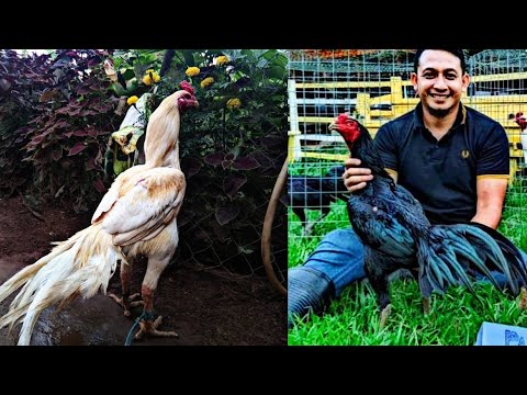 Parrot beak Asil - YouTube