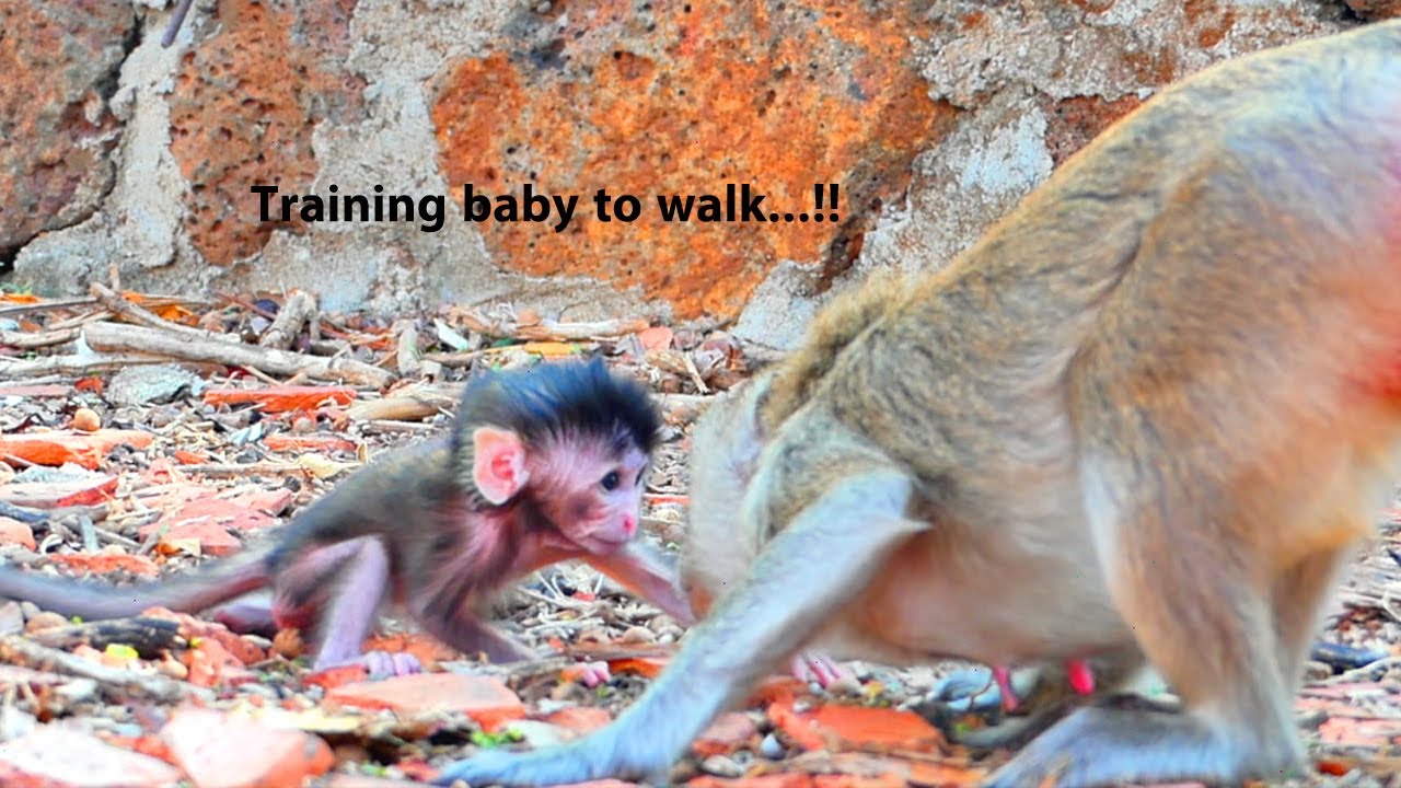 Mama MANDA tries to training baby MANYA to walk the first time - but ...