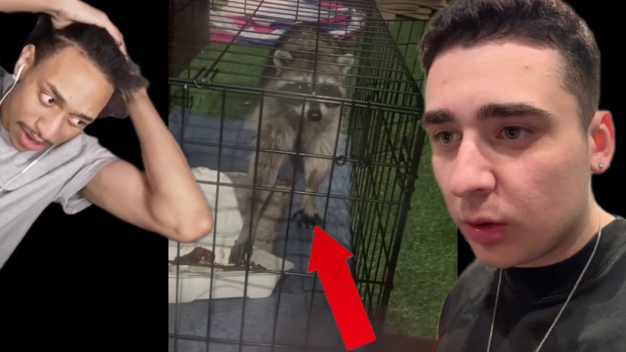 Lacy & Yugi Try to Catch Raccoon INSIDE FaZe House - YouTube