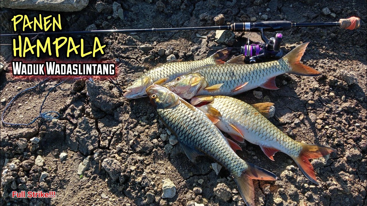 Casting Hampala Waduk Wadaslintang | Mancing di Waduk Wadaslintang ...