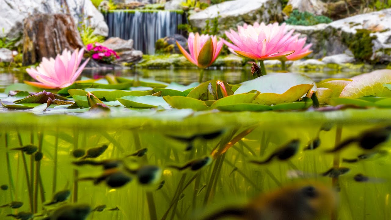 Unexpected Life Emerges at the Giant Ecosystem Pond - YouTube