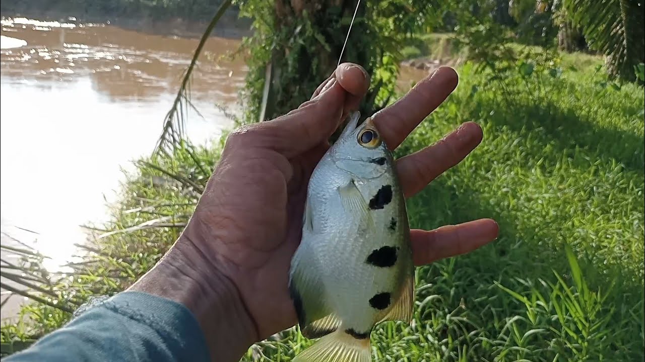 Cara mancing ikan sumpit || how to fish for chopsticks or Archer fish ...
