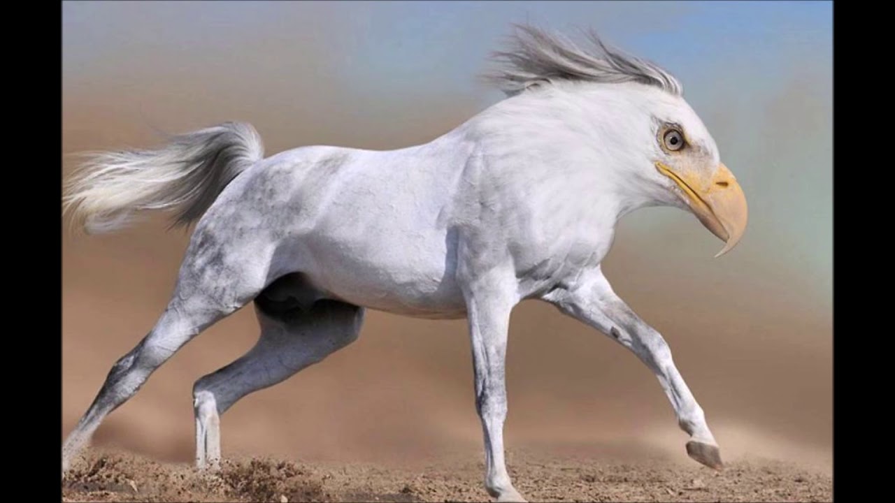 Unexpected animal hybrids that would be hilarious in Real Life ...