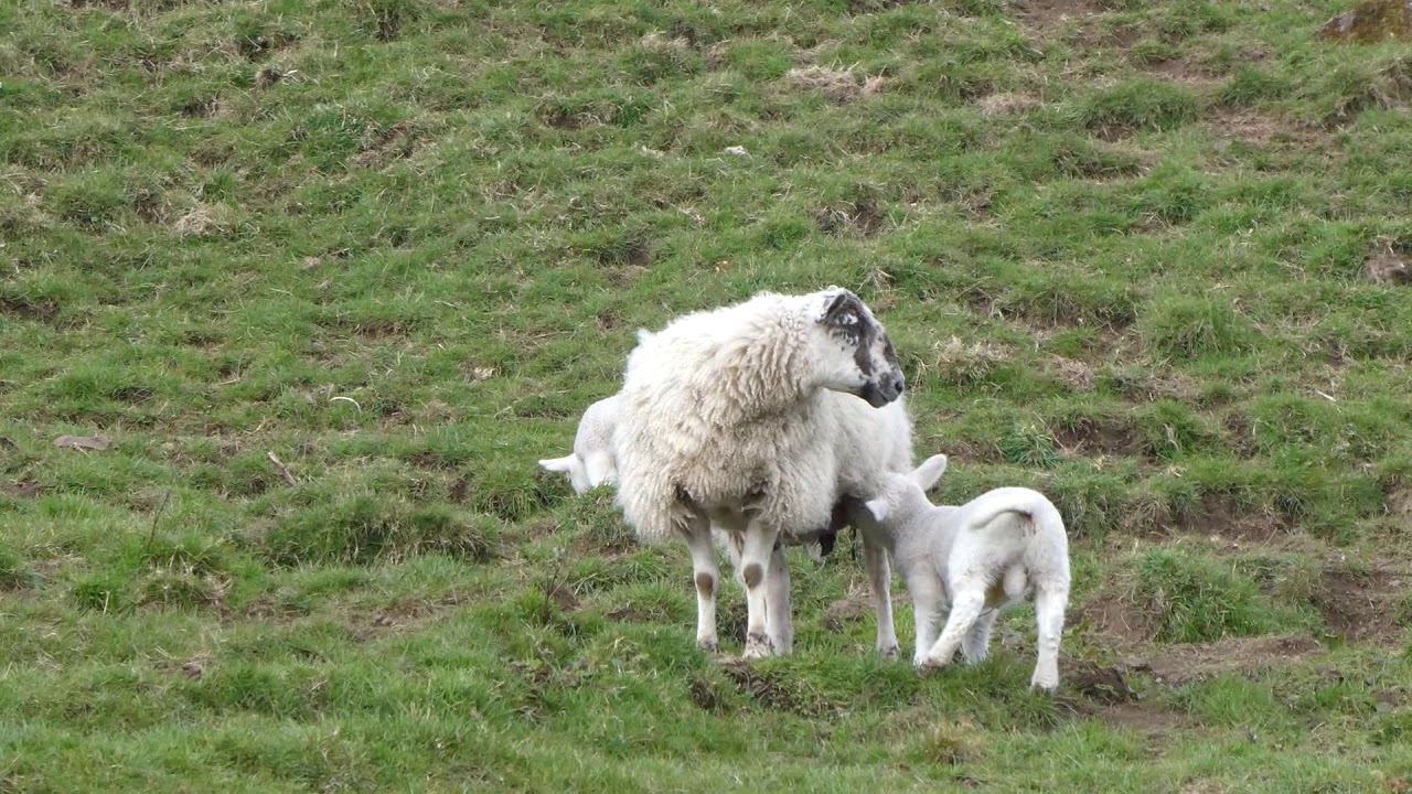 Spring Lambs Field North East Fife Scotland - YouTube