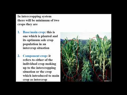 AGR 203 Cropping system part 2 : intercropping mixed intercropping ...