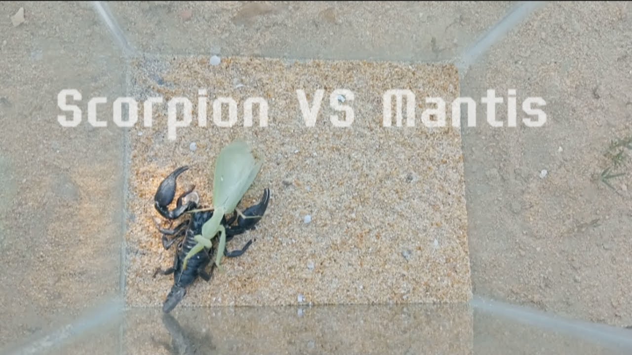 Scorpion VS Mantis | Bọ Cạp Đen Và Bọ Ngựa - YouTube